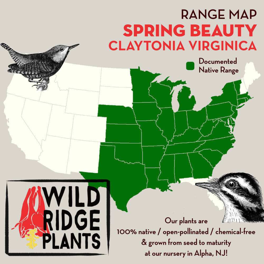 Claytonia virginica / Spring Beauty | Wild Ridge Plants, LLC